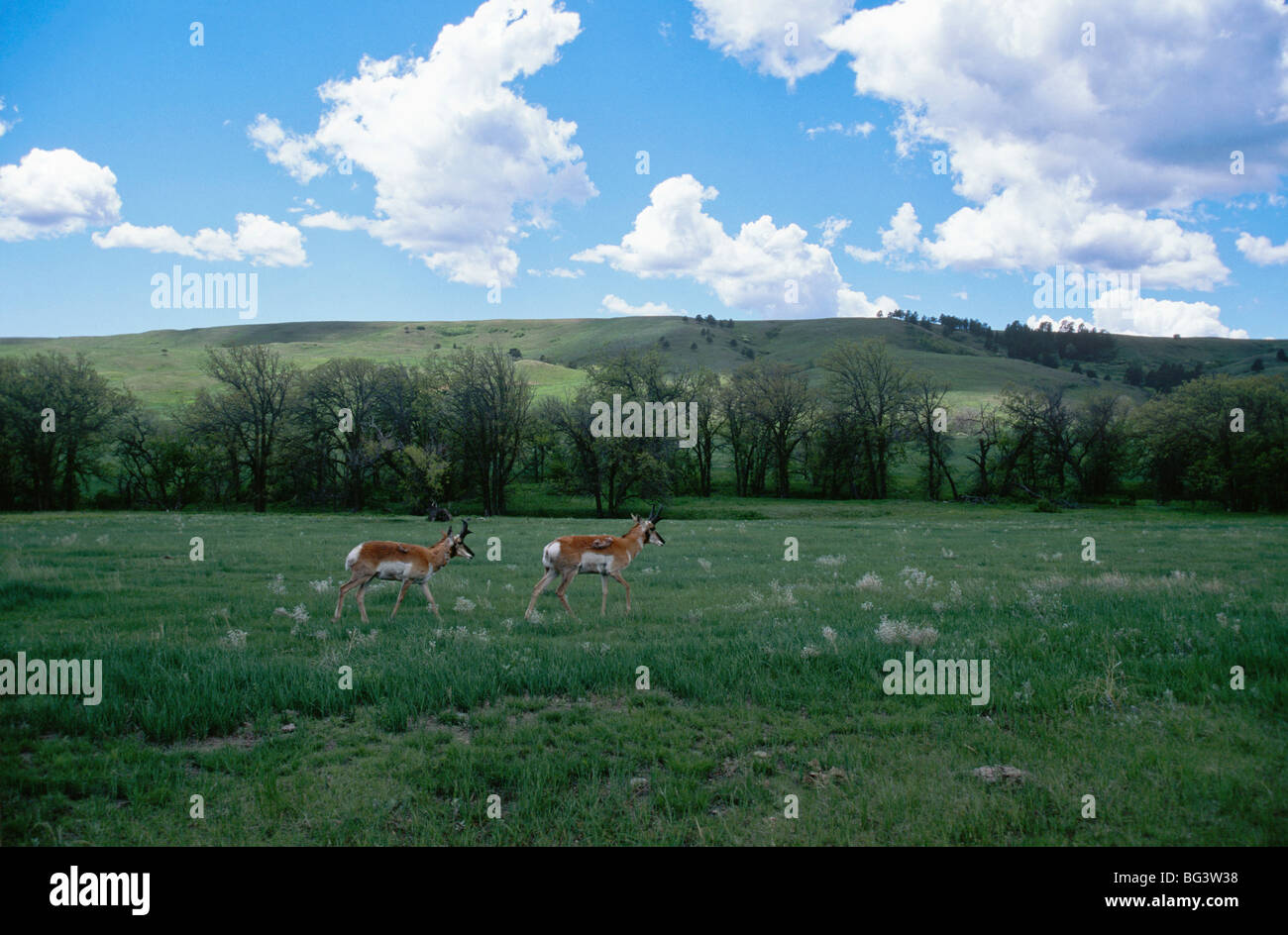In Custer State Park, two antelope walk across an open meadow dotted ...