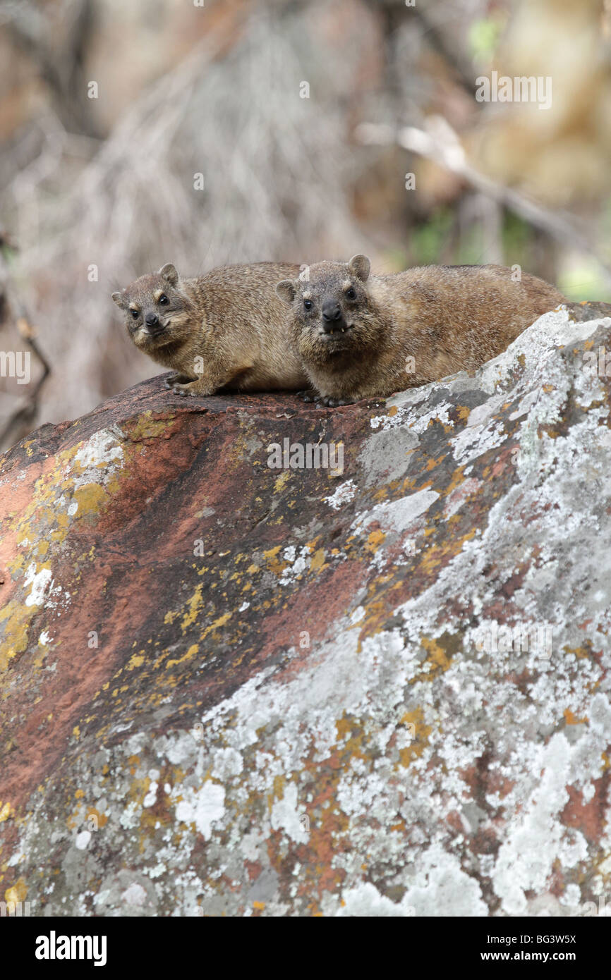 Rock hyrax or dassie, procavia capensis Stock Photo - Alamy