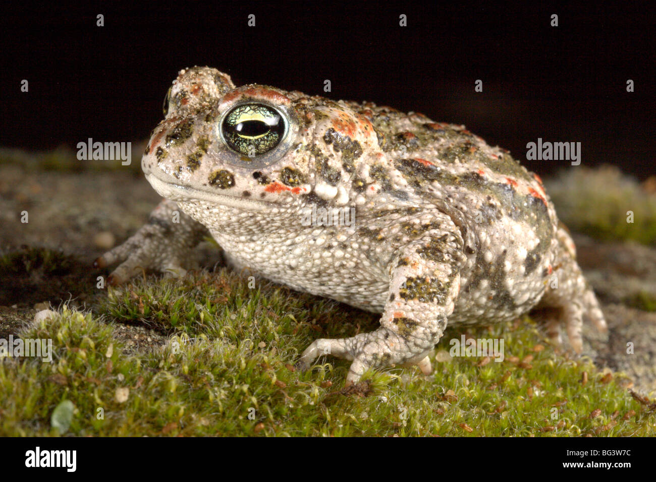 Sapo natterjack hi-res stock photography and images - Alamy
