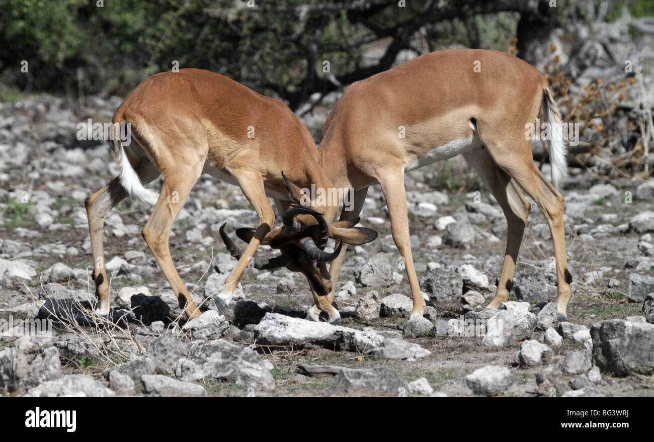 Impala locking horns hi-res stock photography and images - Alamy