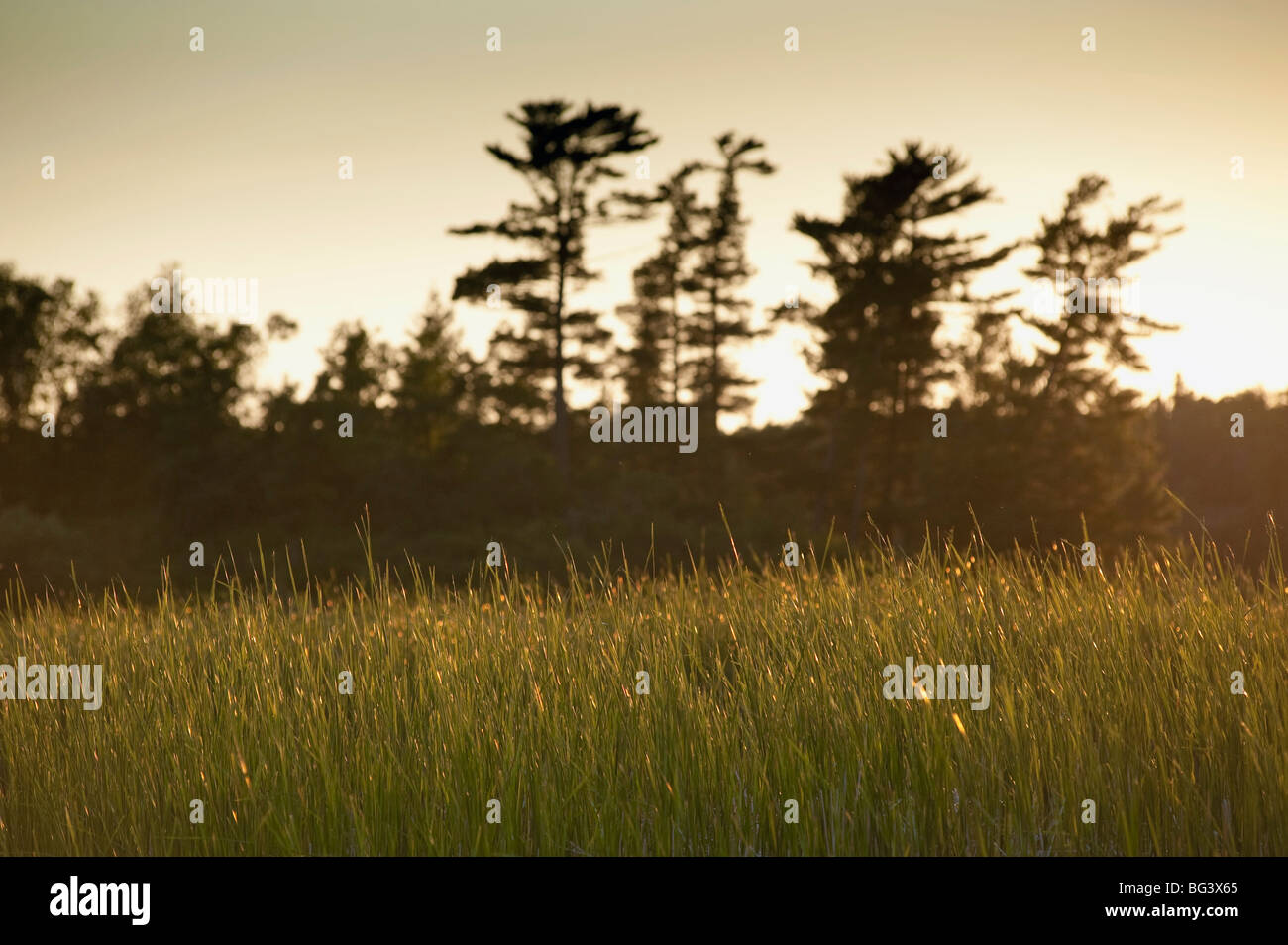 None Stock Photo - Alamy