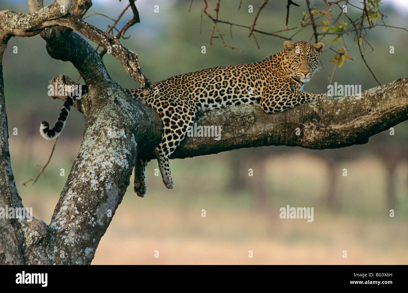 Leopard - lying on a tree / Panthera pardus Stock Photo - Alamy