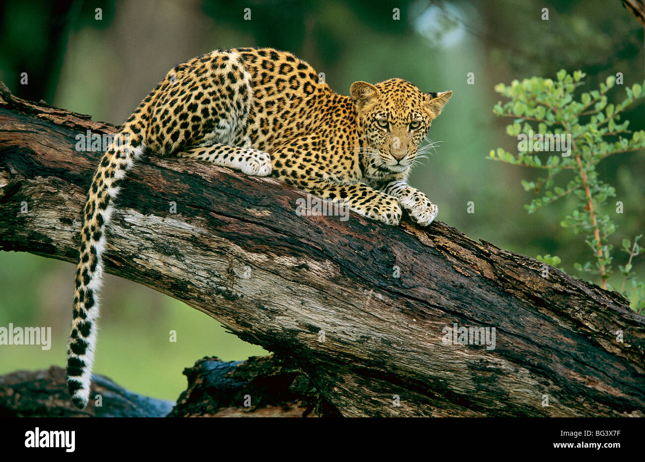Leopard Lying On Tree Trunk Stock Photos & Leopard Lying On Tree Trunk ...