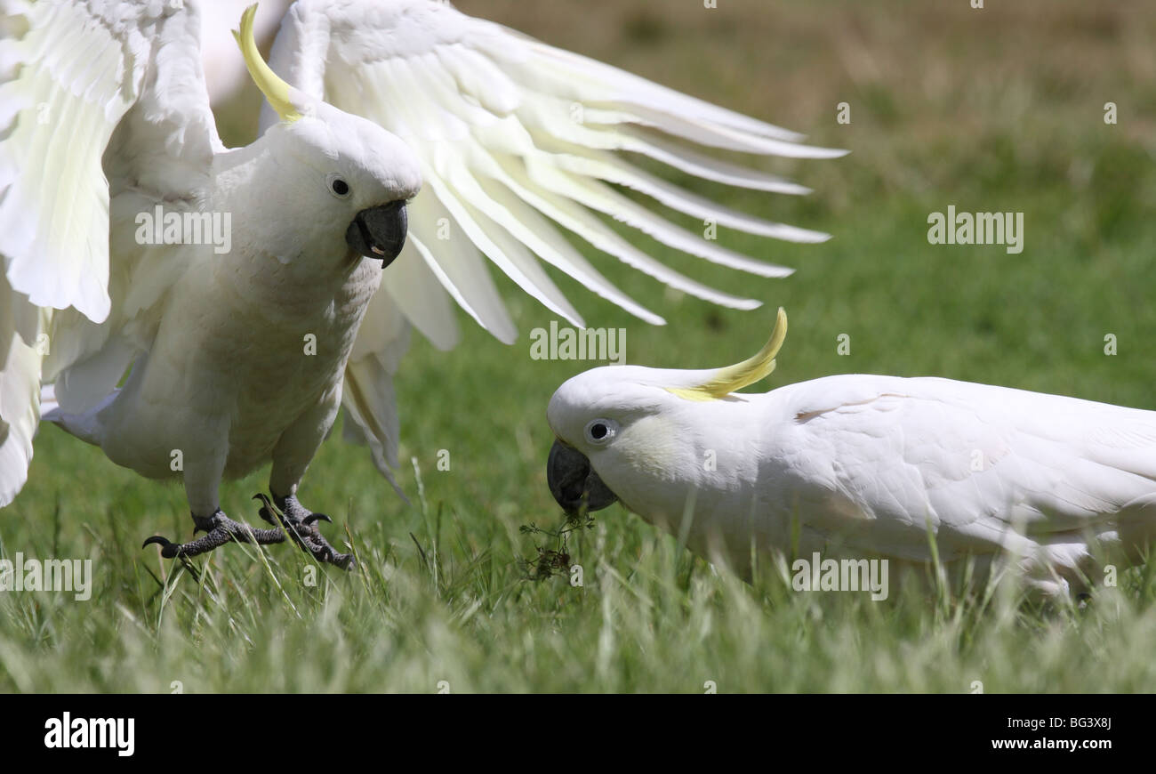 Sulphur crested cockatoo Stock Photo - Alamy