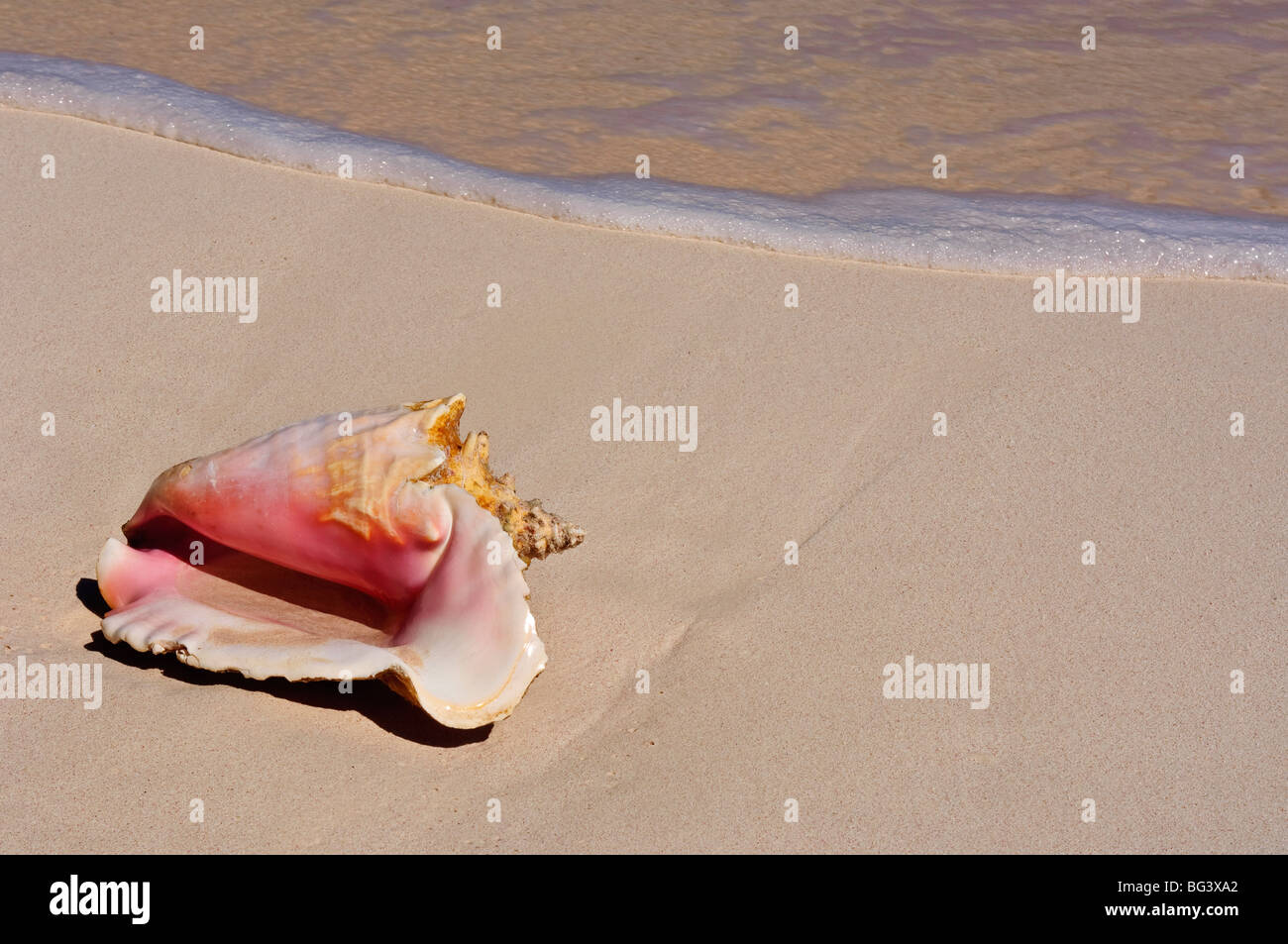Conch shell on beach, Cat Island, The Bahamas, West Indies, Central ...