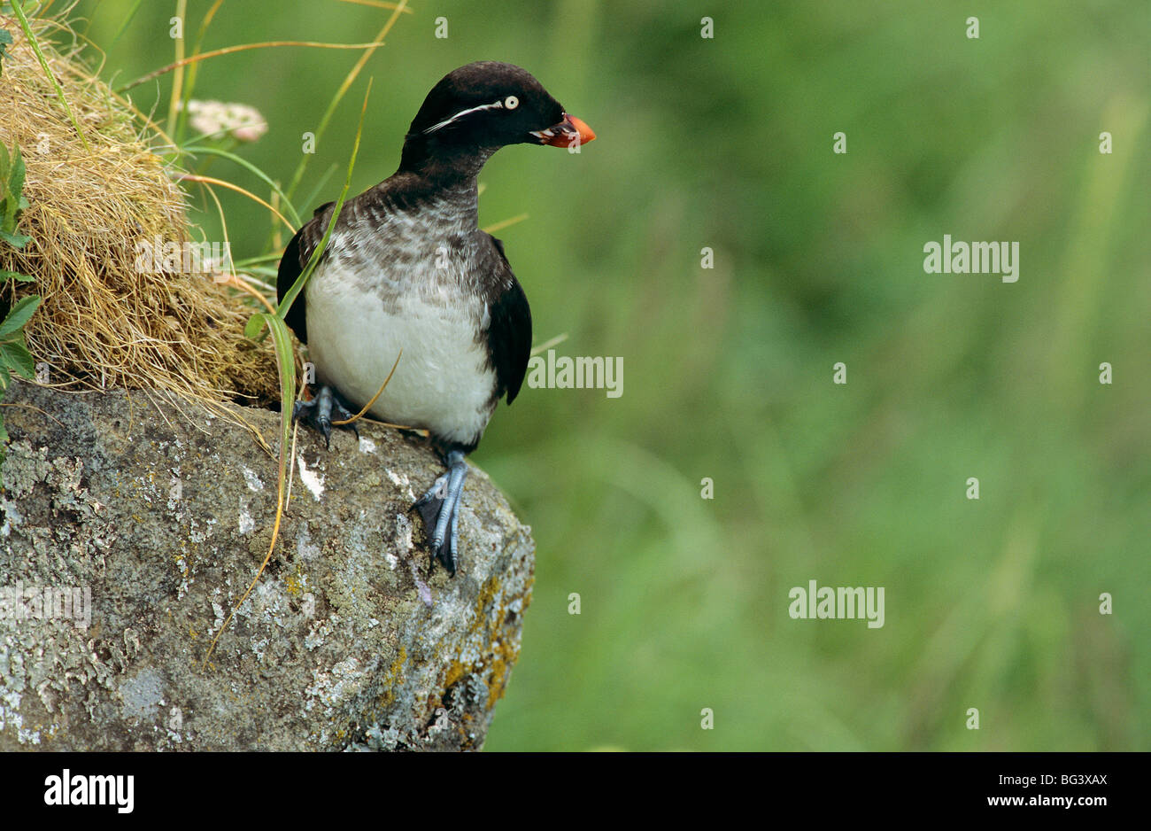 Parakeet Auklet - sitting on a rock / Aethia psittacula Stock Photo - Alamy