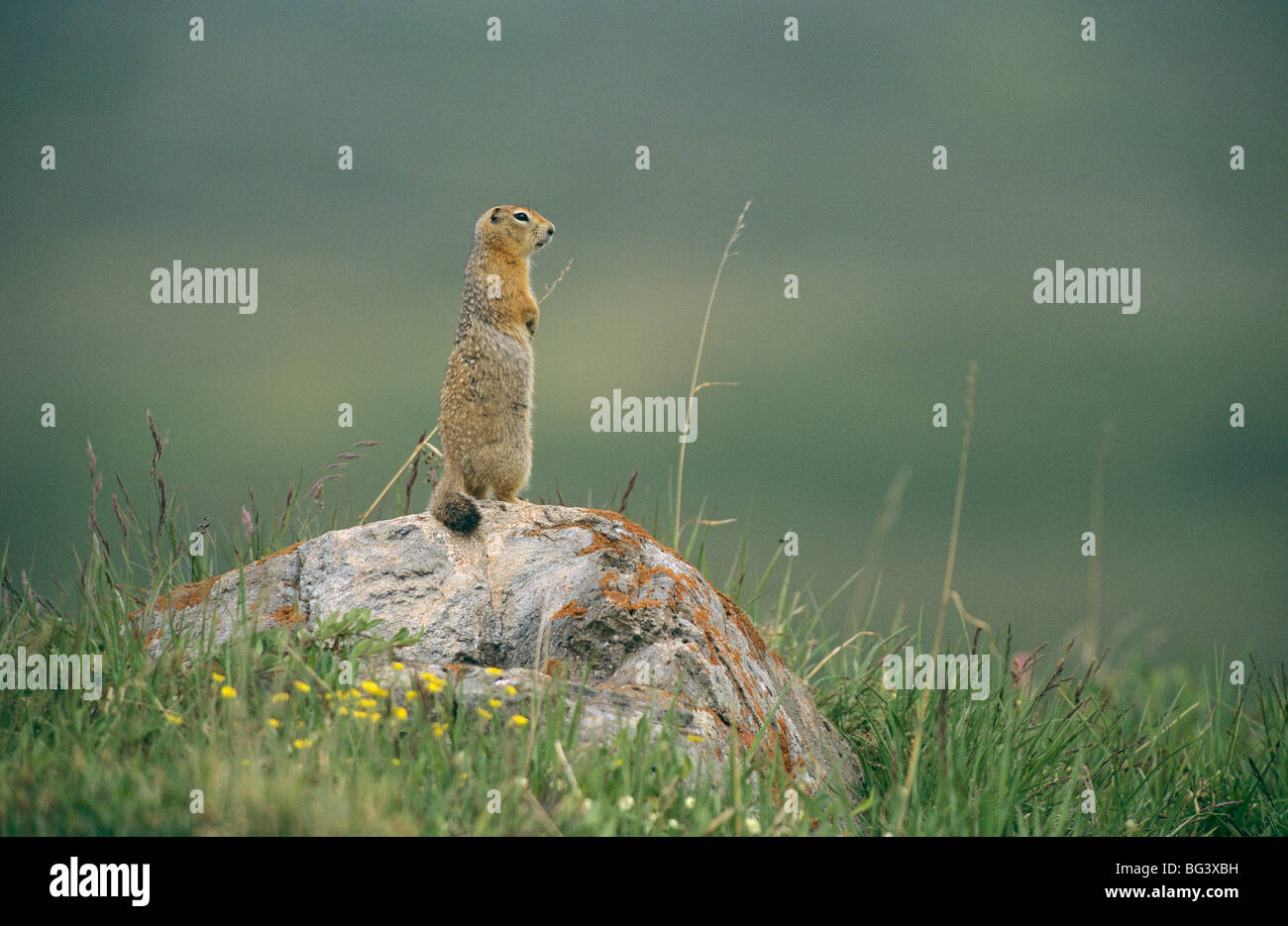 Arctic Ground Squirrel - standing on a stone / Spermophilus parryi ...