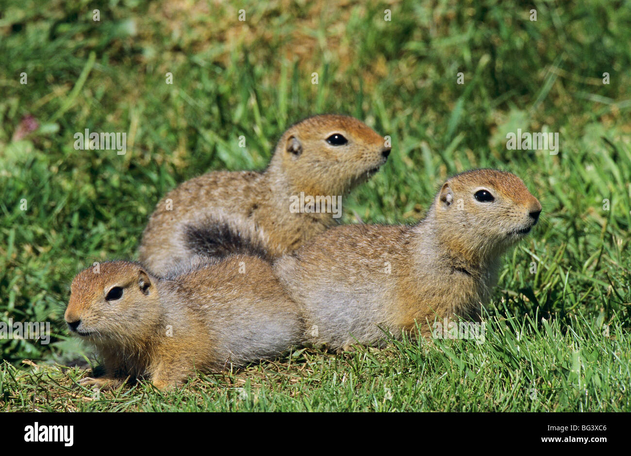 three Arctic Ground Squirrels on meadow / Spermophilus parryi Stock ...