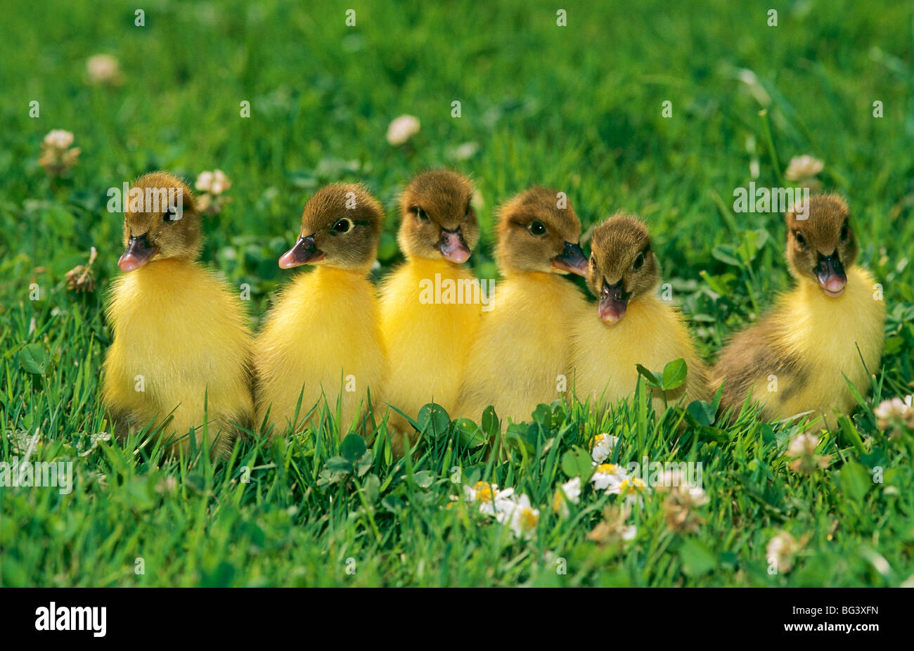 six ducklings on meadow Stock Photo - Alamy
