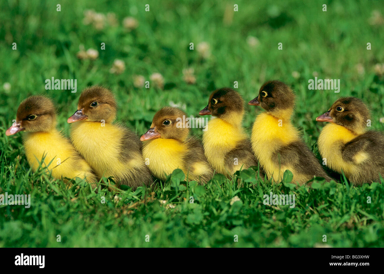 six ducklings on meadow Stock Photo - Alamy