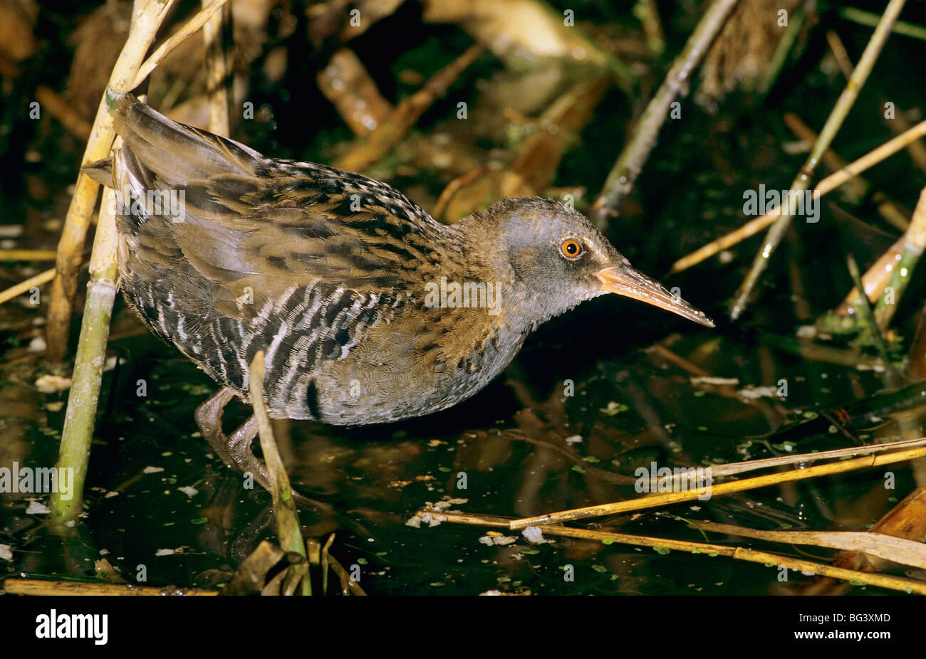 Water Rail (Rallus aquaticus) foraging in water Stock Photo - Alamy