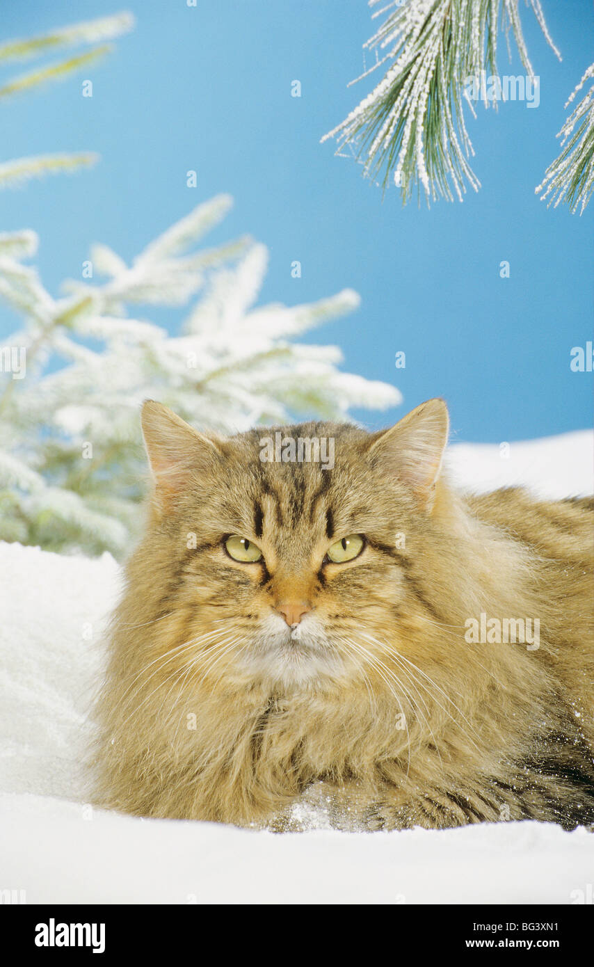 Maine Coon cat - lying in the snow Stock Photo - Alamy