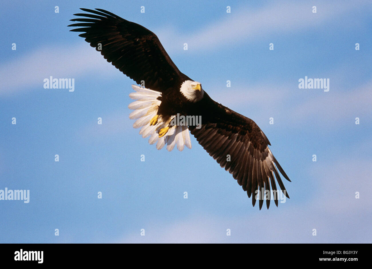 Bald Eagle (Haliaeetus leucocephalus). Adult in flight Stock Photo - Alamy