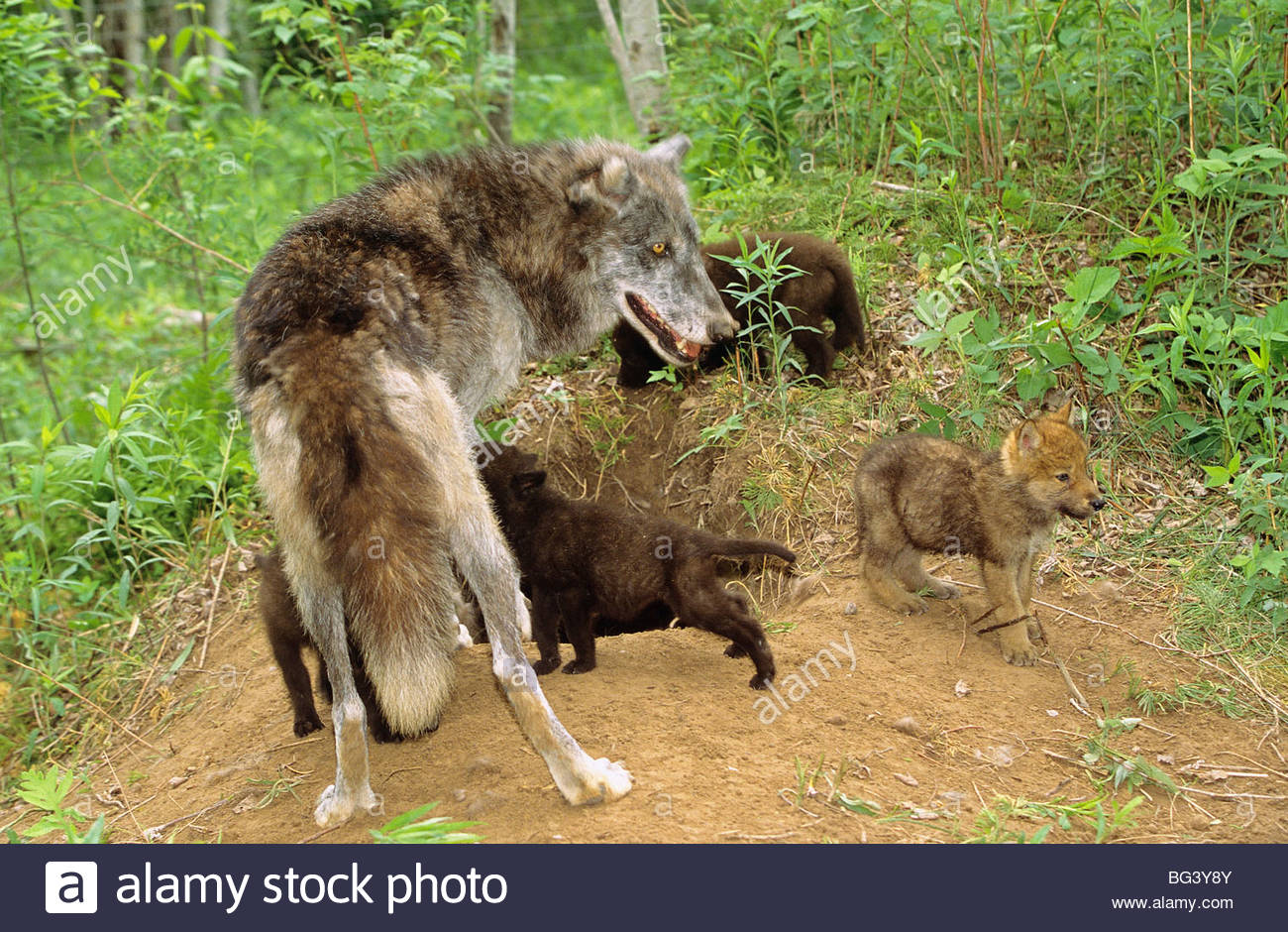 Wolf Pup Cute Stock Photos & Wolf Pup Cute Stock Images - Alamy