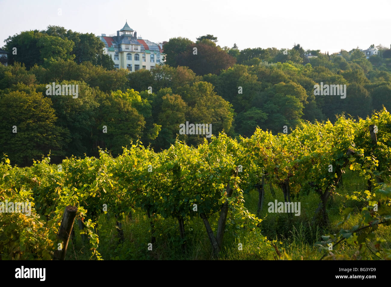 Weinberge, Grinzing, Wien, Österreich | vineyards Grinzing, Vienna ...