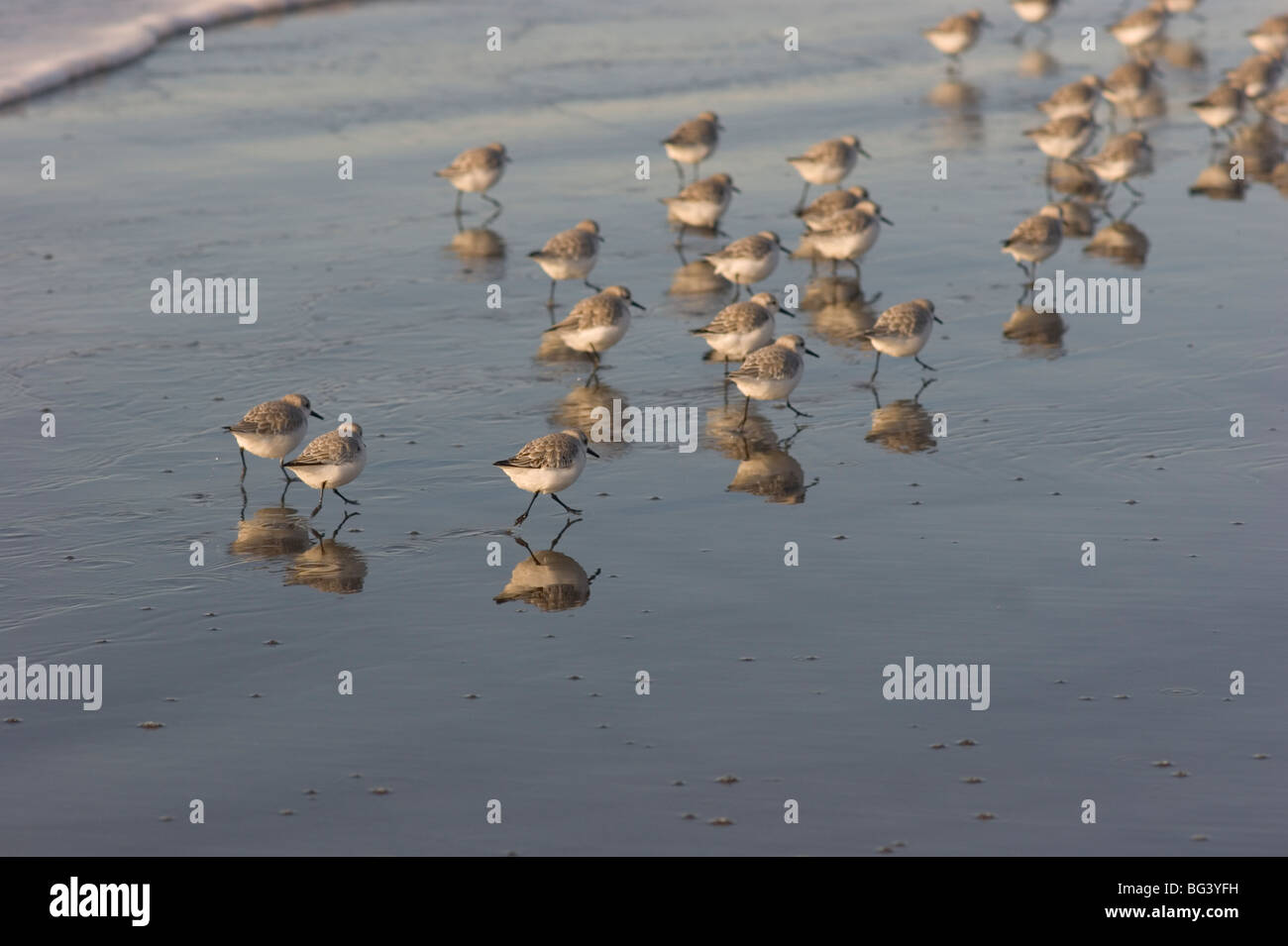 Sandpiper Birds run up the sand on an ocean beach Stock Photo - Alamy