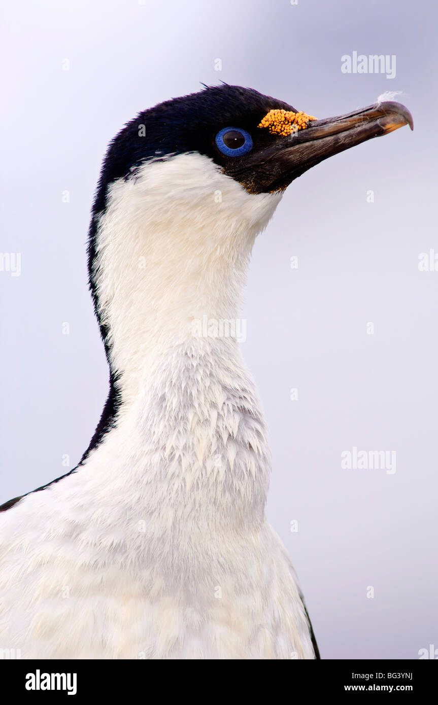 Blue-eyed shag (cormorant), Petermann Island, Antarctica, Polar Regions ...