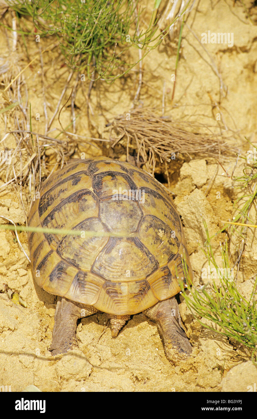 turtle - digging a hole for hibernation Stock Photo - Alamy