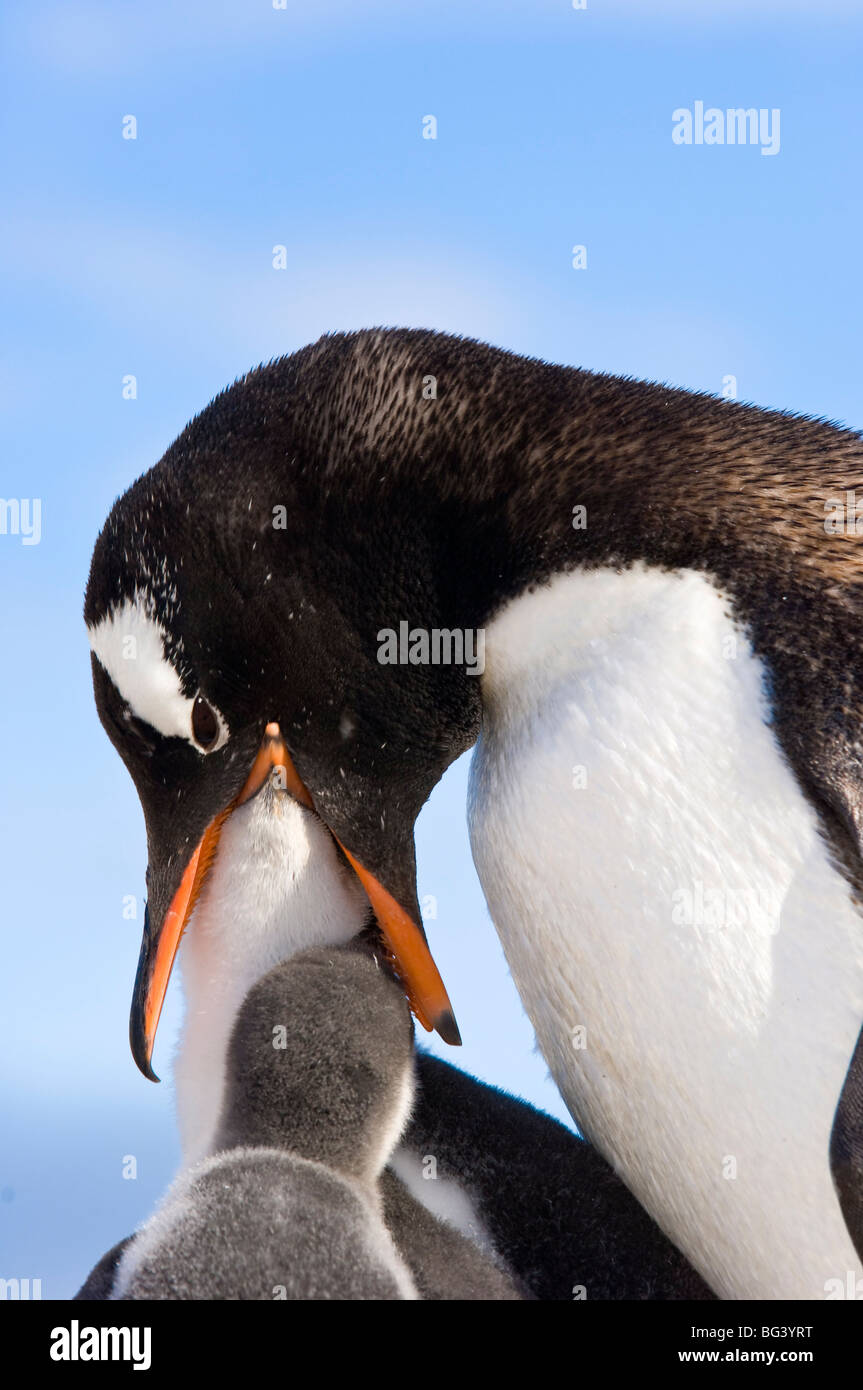 Gentoo penguin family Neko Cove (Harboor), Antarctica, Polar Regions ...
