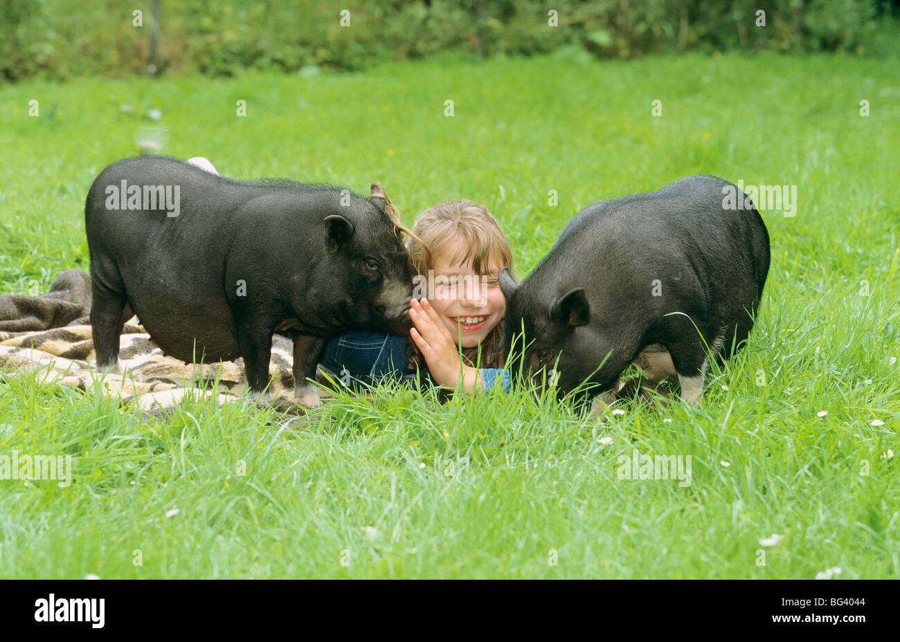 girl with two Miniature pigs on meadow Stock Photo - Alamy