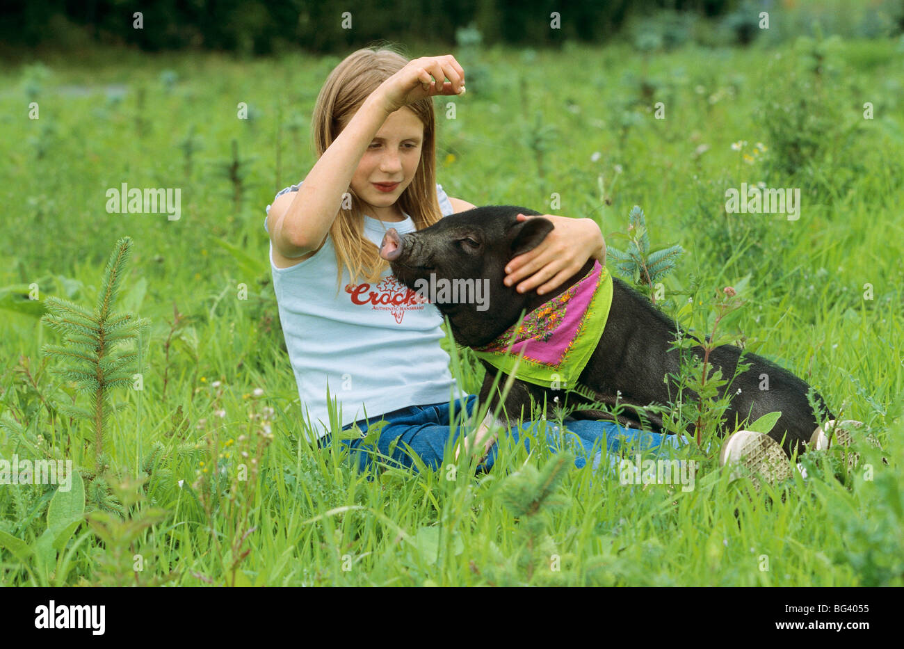 girl - playing with a Miniature pig Stock Photo - Alamy