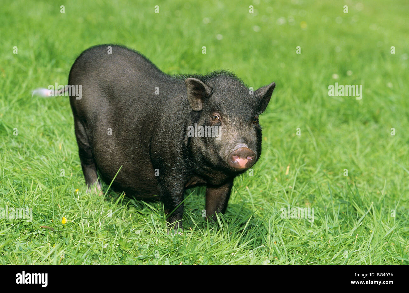 Miniature pig - standing on meadow Stock Photo - Alamy