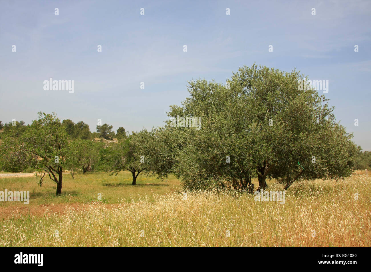 Biblical nature reserve hi-res stock photography and images - Alamy