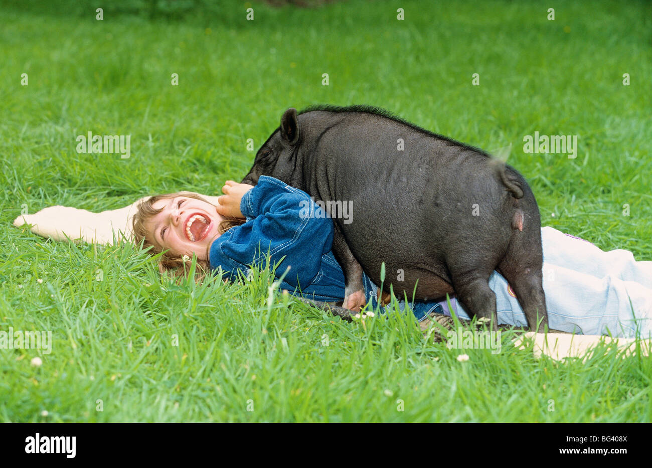 girl - playing with a Miniature pig Stock Photo - Alamy