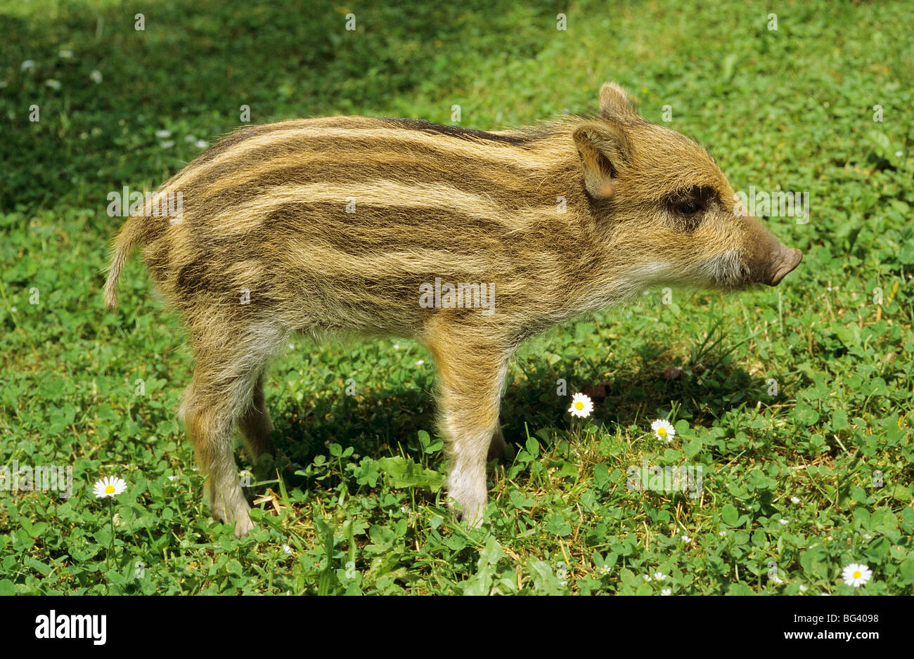 Wild boar - shoat standing on the meadow Stock Photo - Alamy