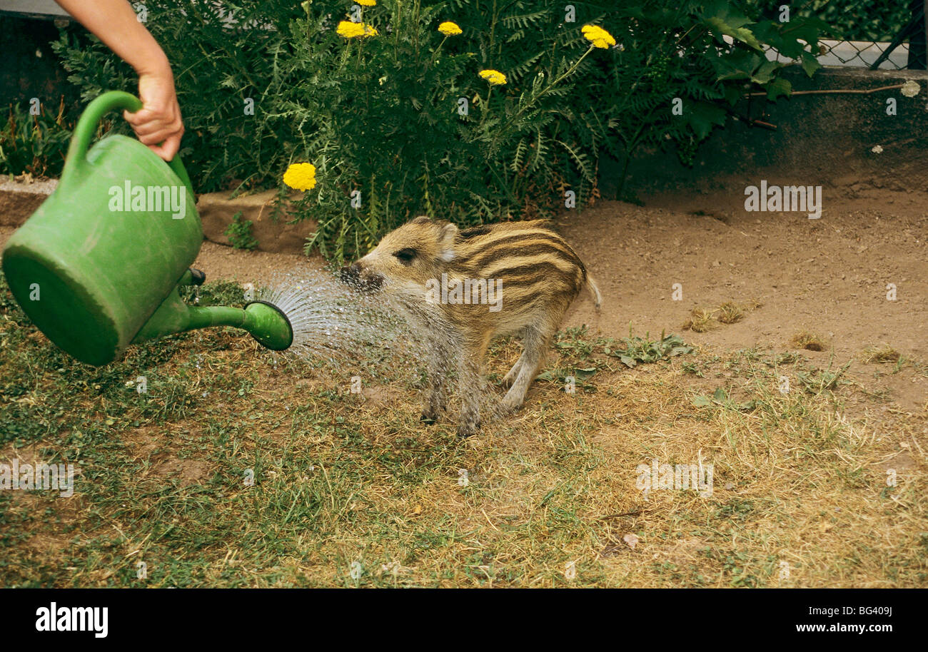 Wild boar - shoat being watered Stock Photo - Alamy