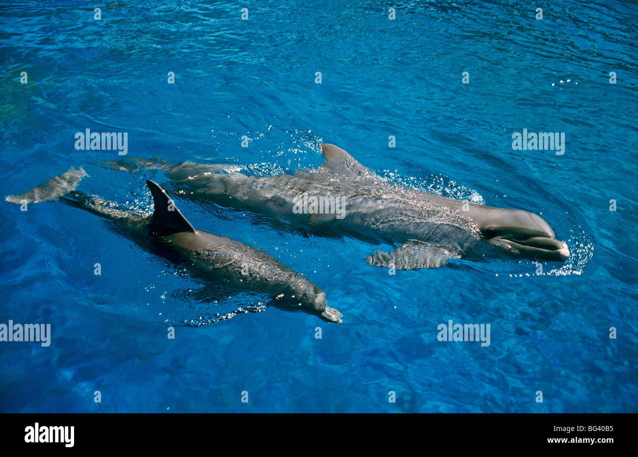 Dolphin with cub Stock Photo - Alamy