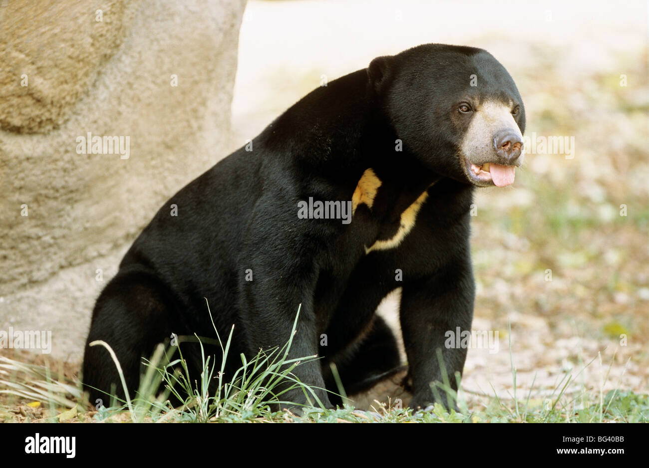 Sun Bear, Malayan Sun Bear (Ursus malayanus, Helarctos malayanus). Adult in a zoo Stock Photo ...