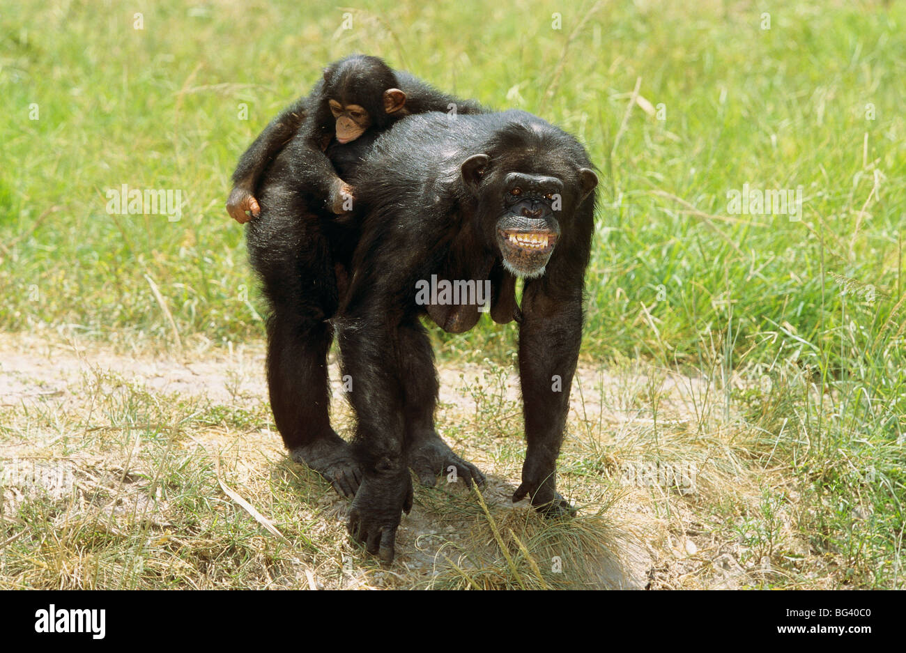 chimpanzee with cub on its bag / Pan troglodytes Stock Photo - Alamy