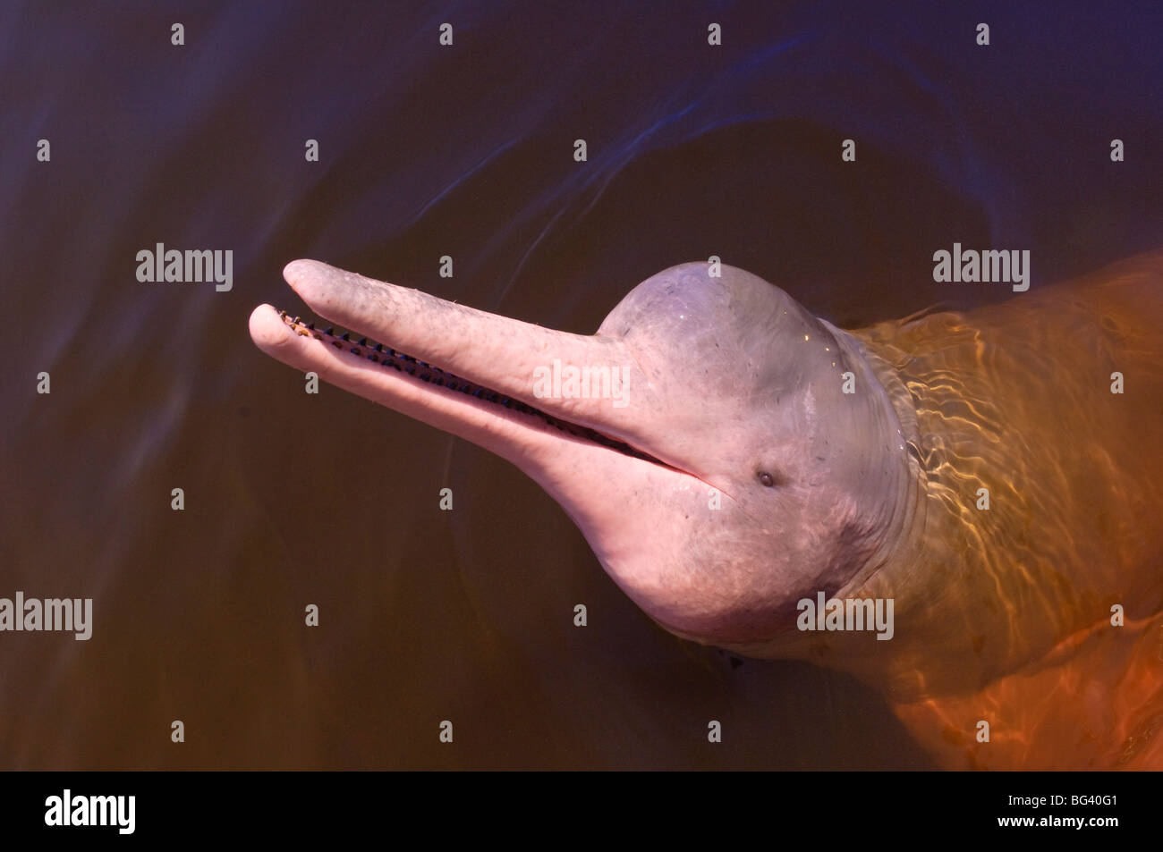 Wild pink Amazon River dolphin, Amazon River, Brazil, South America ...