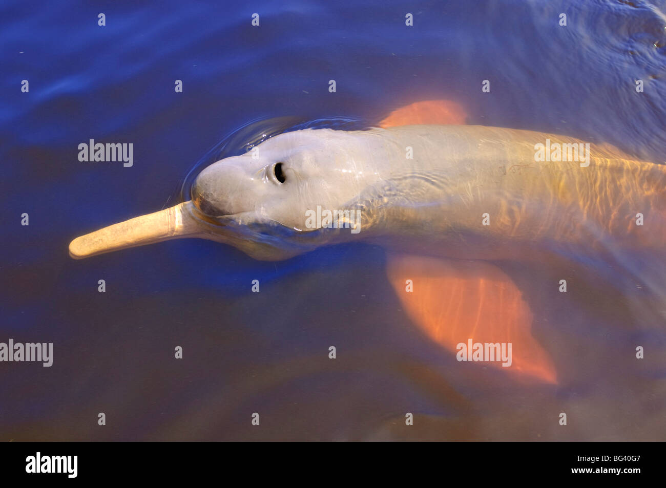 Amazon river dolphin brazil hi-res stock photography and images - Alamy