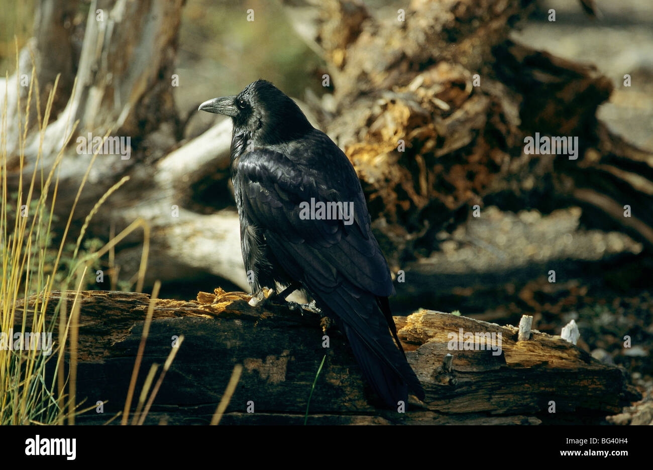 Raven on log hi-res stock photography and images - Alamy