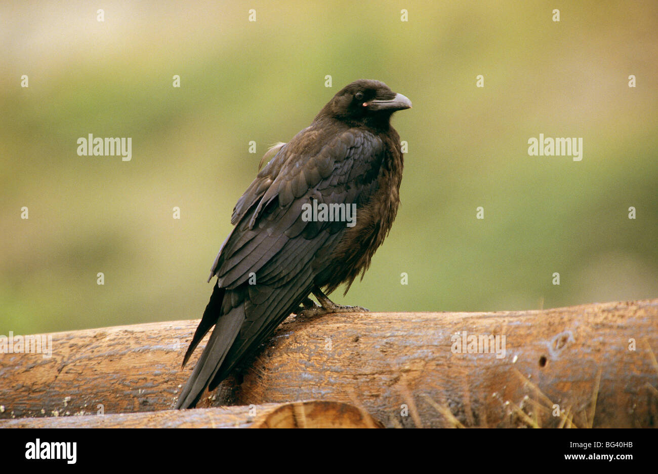 Common raven - squab standing on a tree trunk Stock Photo - Alamy