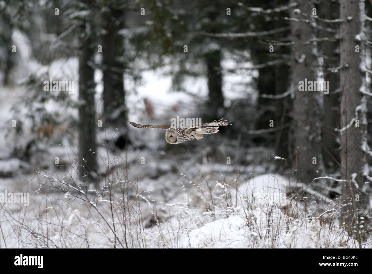 hunting owl in flight in snowy forest environnement Stock Photo - Alamy