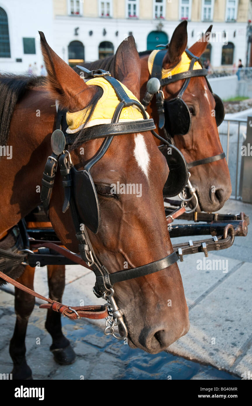 Pferde fiaker wien österreich fiaker hi-res stock photography and ...
