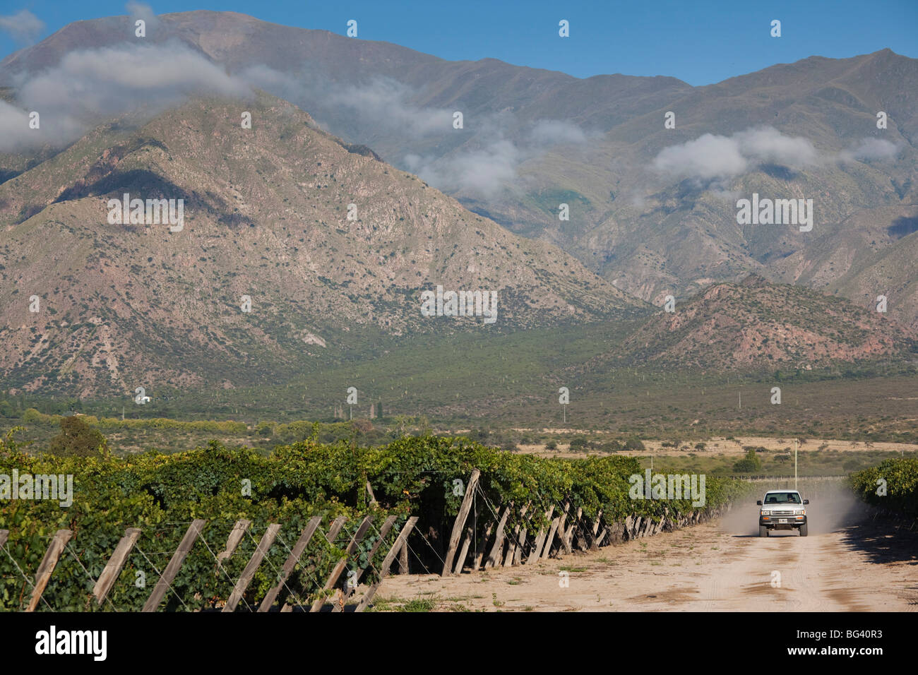 Argentina, Salta Province, Valles Calchaquies, Cafayate, vineyard view ...