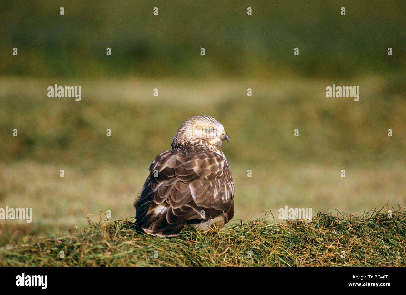 Rough legged buzzards hi-res stock photography and images - Alamy