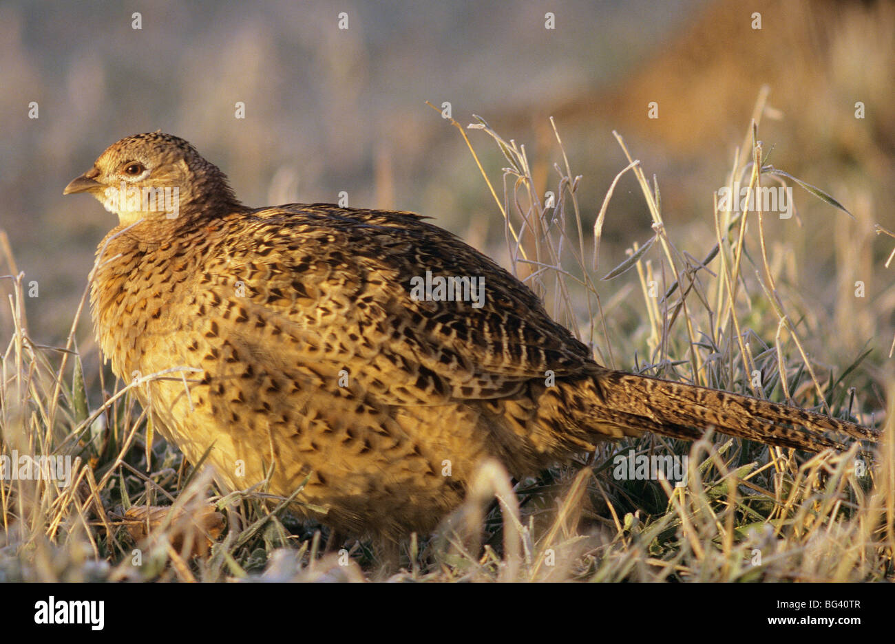 Common Pheasant (female) - sitting in the grass / Phasianus colchicus ...