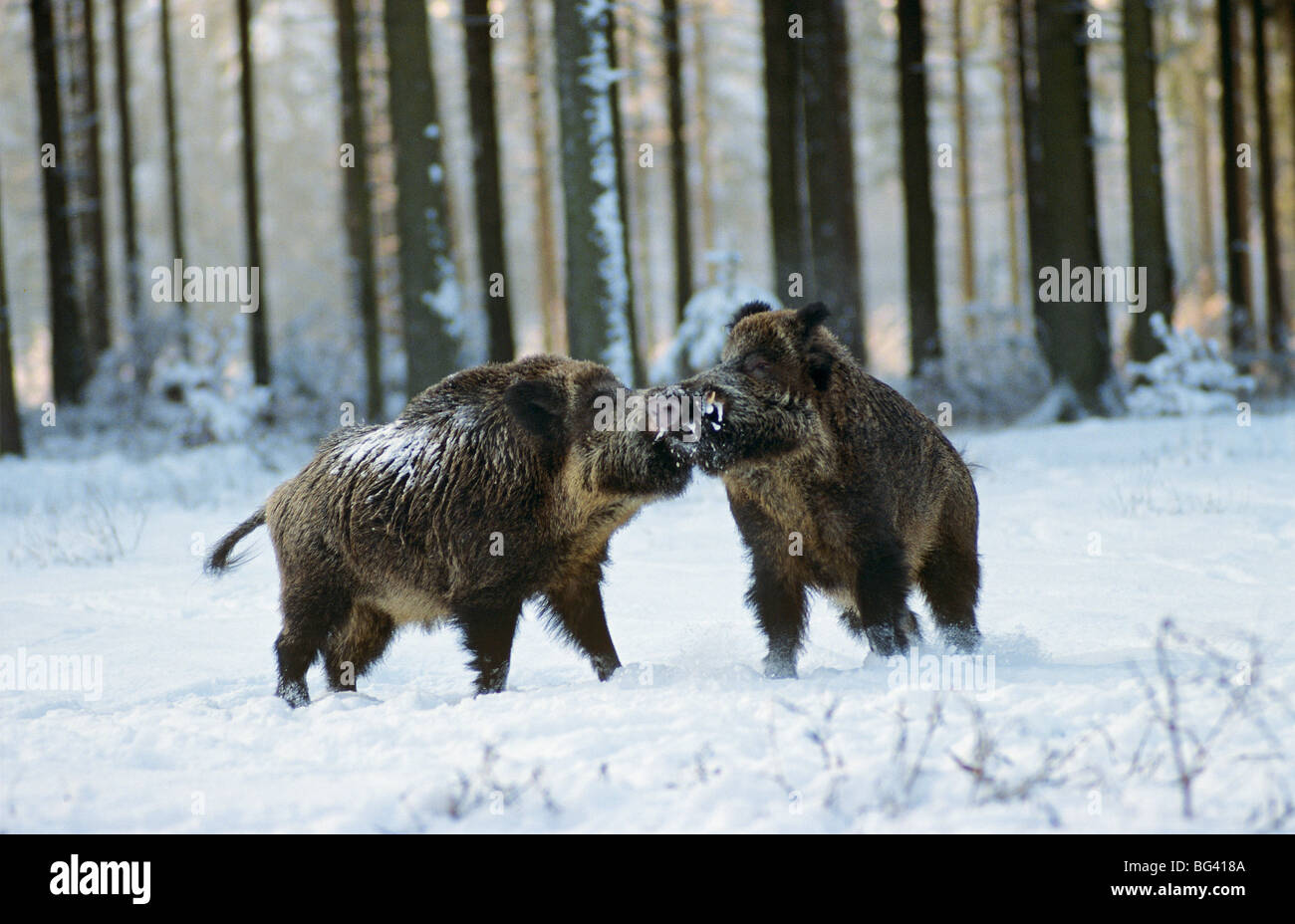 Wild boars fighting hi-res stock photography and images - Alamy