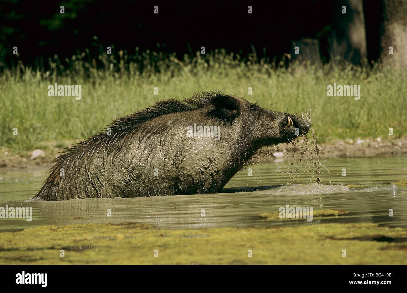 Wild boar in the water / Sus scrofa Stock Photo - Alamy