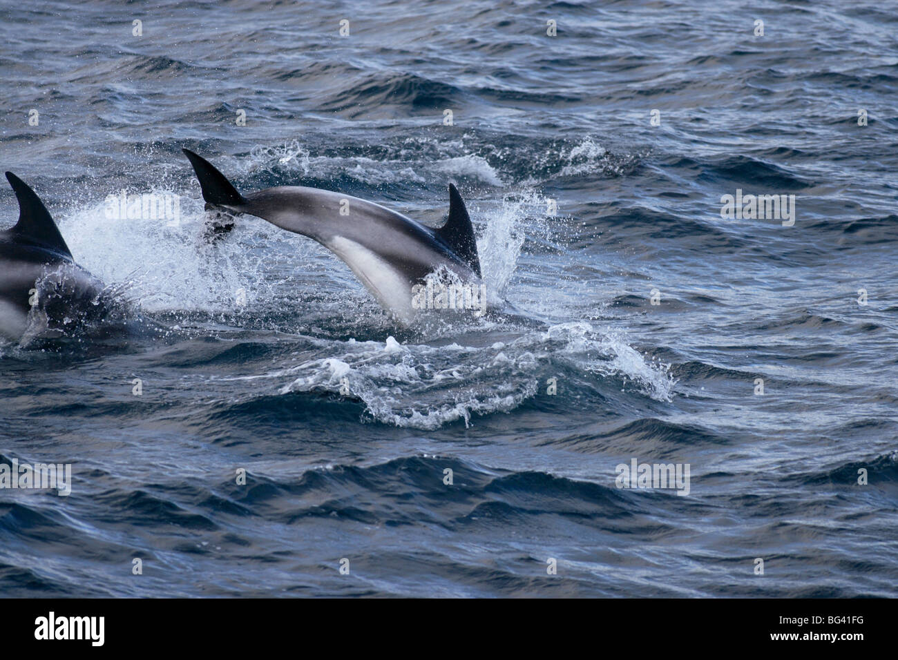 Dolphins sufacing and jumping out of water with a splash showing dorsal ...