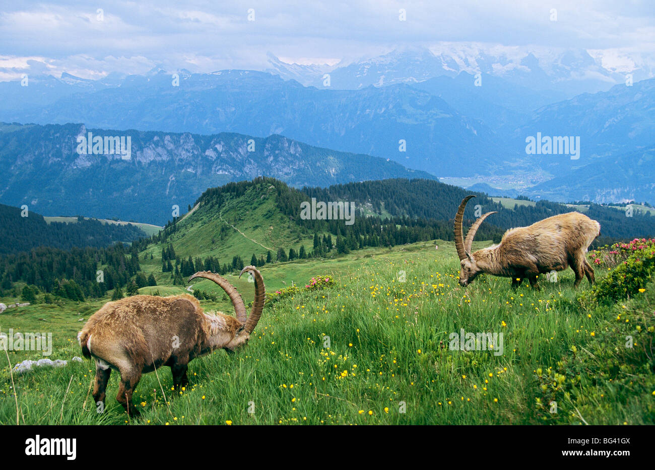 two Alpine Ibexes on the meadow / Capra ibex Stock Photo - Alamy