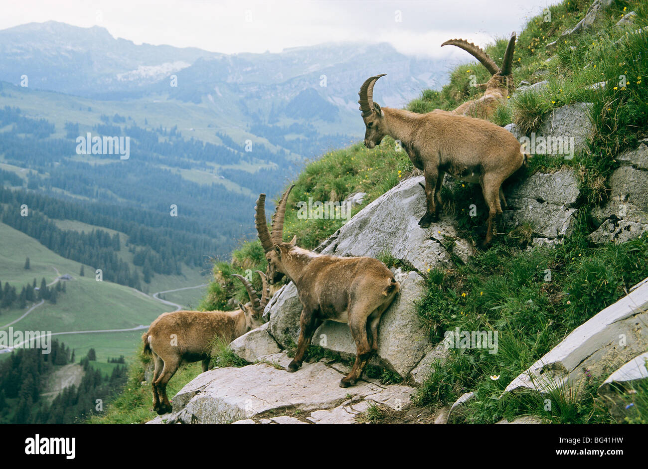 Alpine ibexes hi-res stock photography and images - Alamy