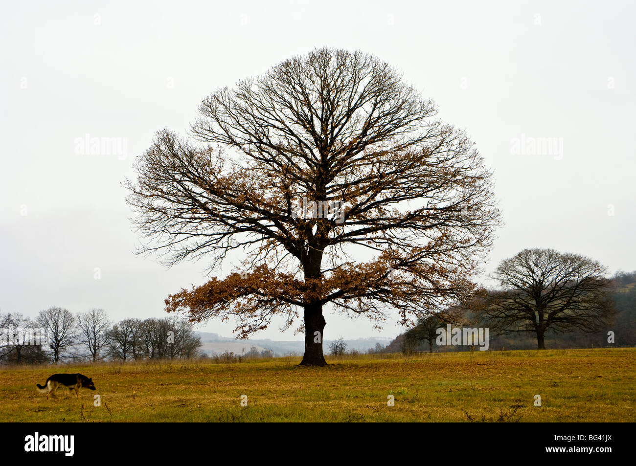 landscape with a venerable oak and a dog Stock Photo - Alamy