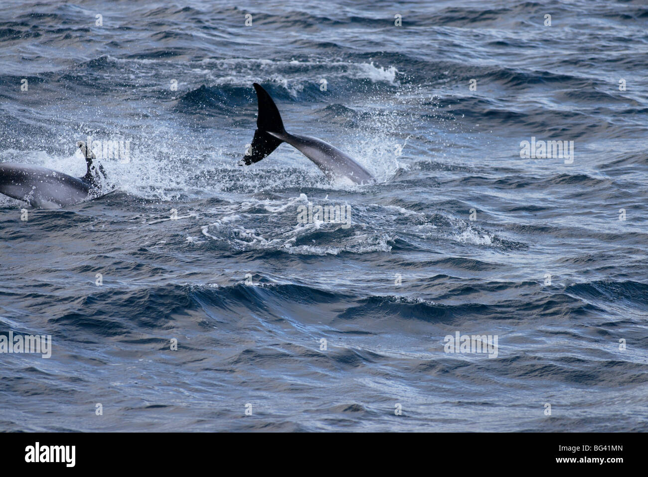 Dolphins sufacing and jumping out of water with a splash showing dorsal ...