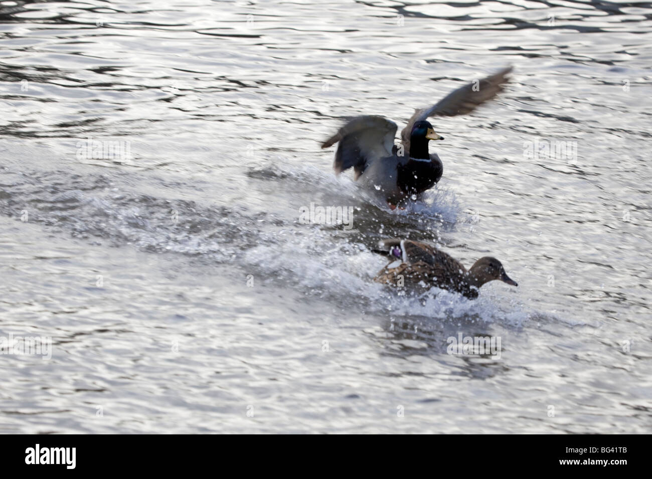 Duck by landing in the water Stock Photo - Alamy